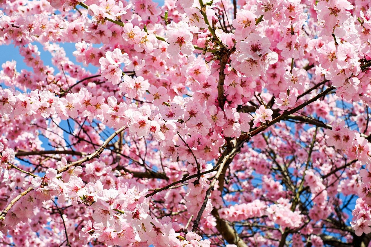 Naturopathic & Acupuncture Methods For Spring Revitalization